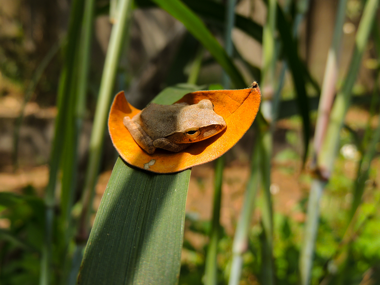 Frog Animal Amphibian Creatures - Free photo on Pixabay - Pixabay