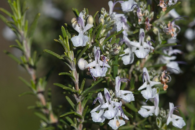 Rosemary Flower In Bloom - Free photo on Pixabay - Pixabay