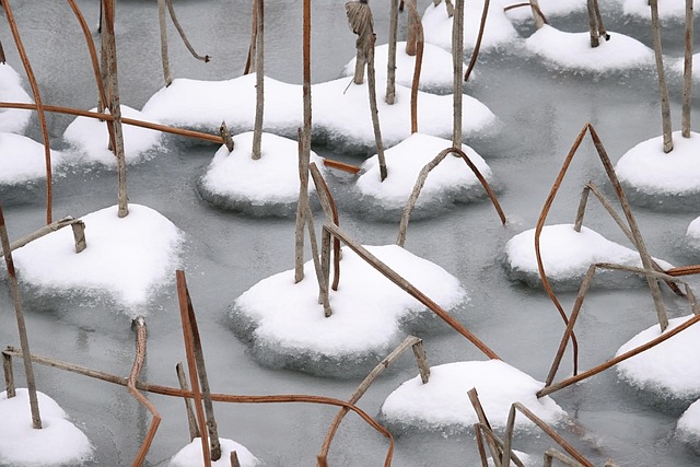Hiver Glace Et Neige Bord Du - Photo gratuite sur Pixabay - Pixabay