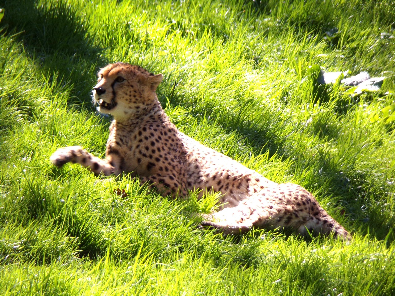 Animal Nature Faune - Photo gratuite sur Pixabay