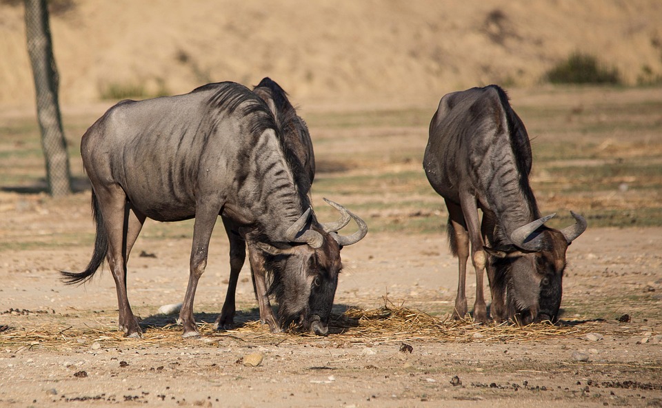 Animal Wildebeest Africa - Free photo on Pixabay