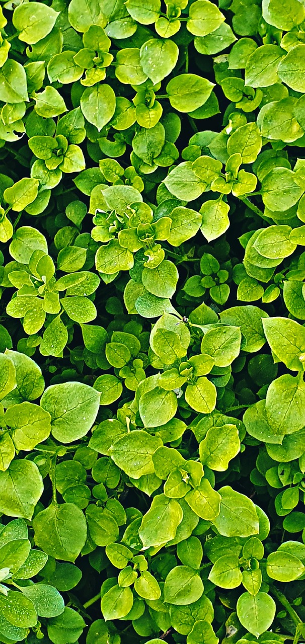 Planta Natureza Verde - Foto gratuita no Pixabay - Pixabay