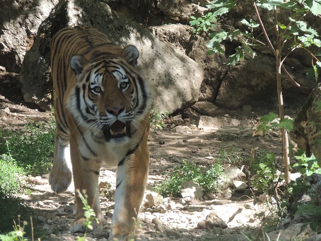 Tiger Tier Katzen - Kostenloses Foto auf Pixabay - Pixabay