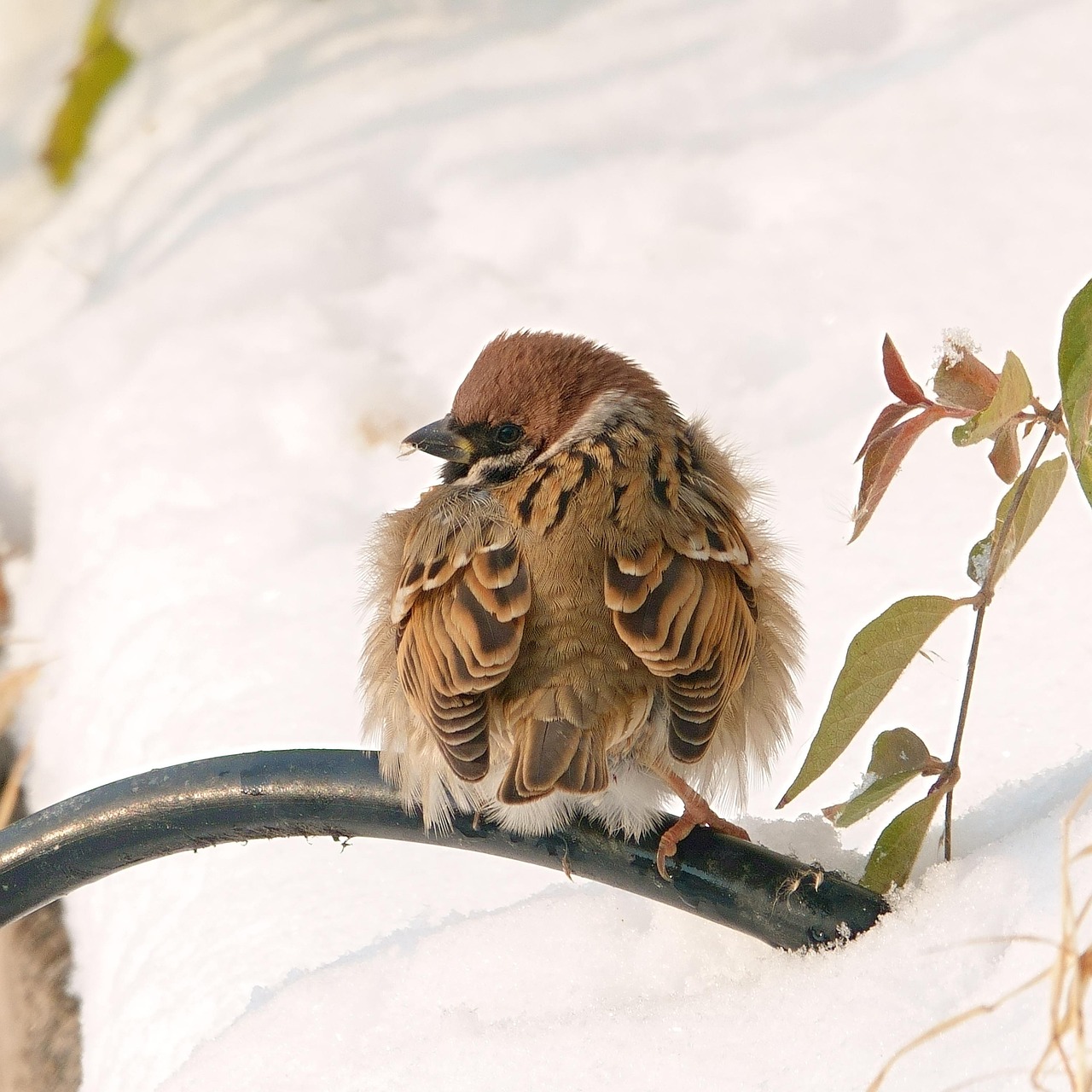 Birds Sparrow Ice And - Free photo on Pixabay - Pixabay