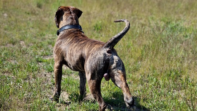 Presa Canary Dog Dogo - Free photo on Pixabay - Pixabay