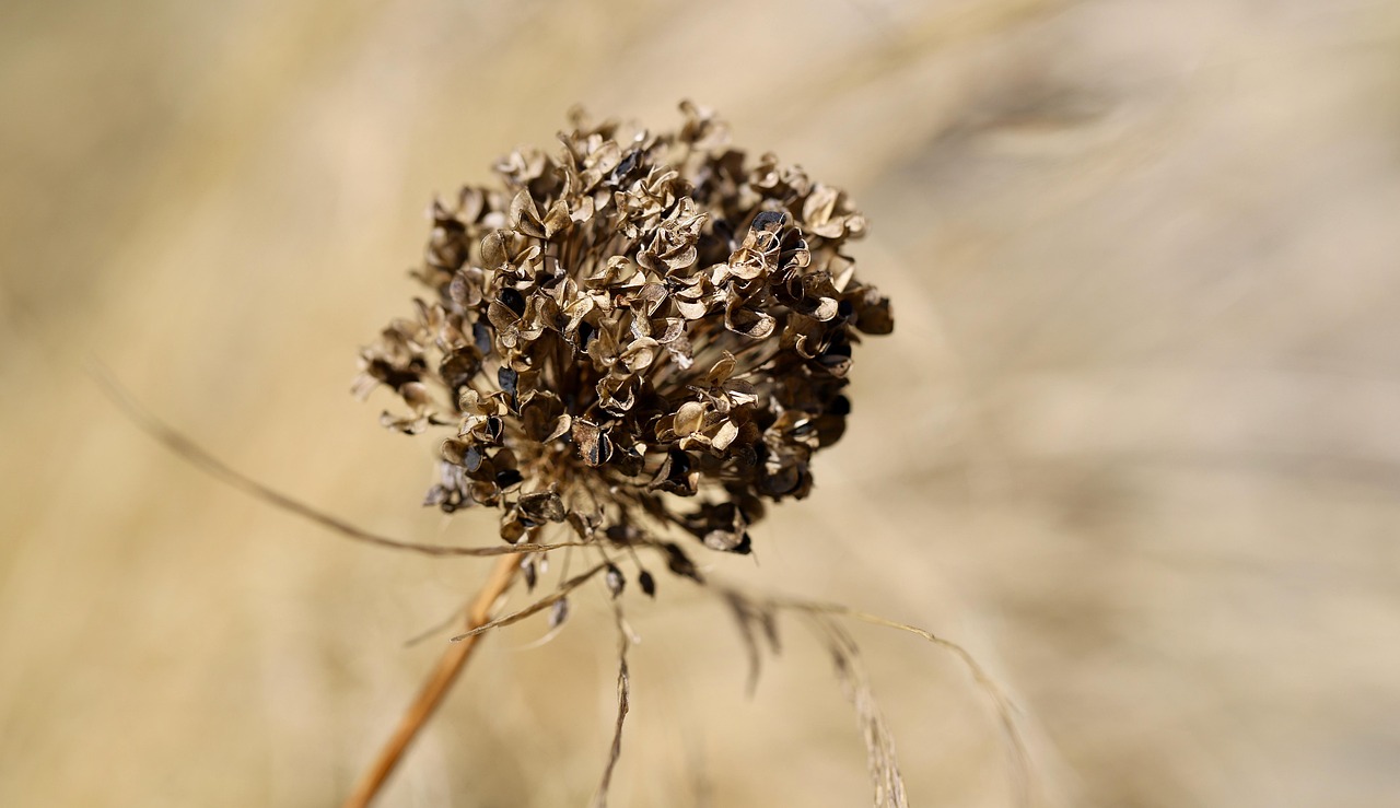 Dry Flower Dried Nature - Free photo on Pixabay - Pixabay