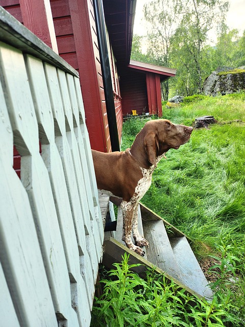 Bracco Italiano Dog Domestic - Free photo on Pixabay - Pixabay