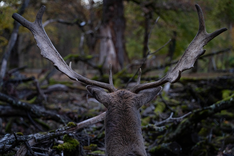 Deer Antler Animal - Free photo on Pixabay - Pixabay