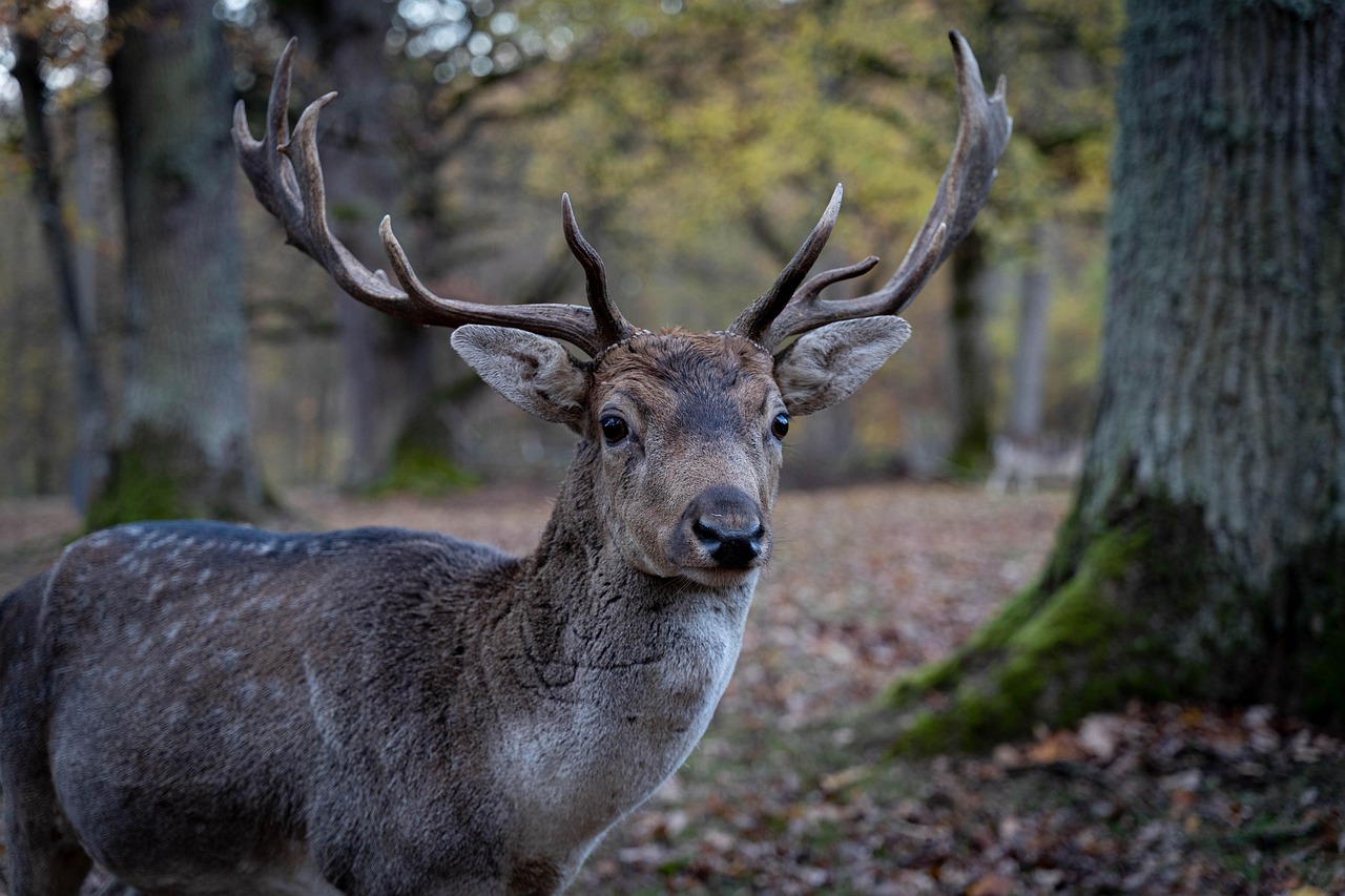 Deer Animal Mammal - Free photo on Pixabay - Pixabay