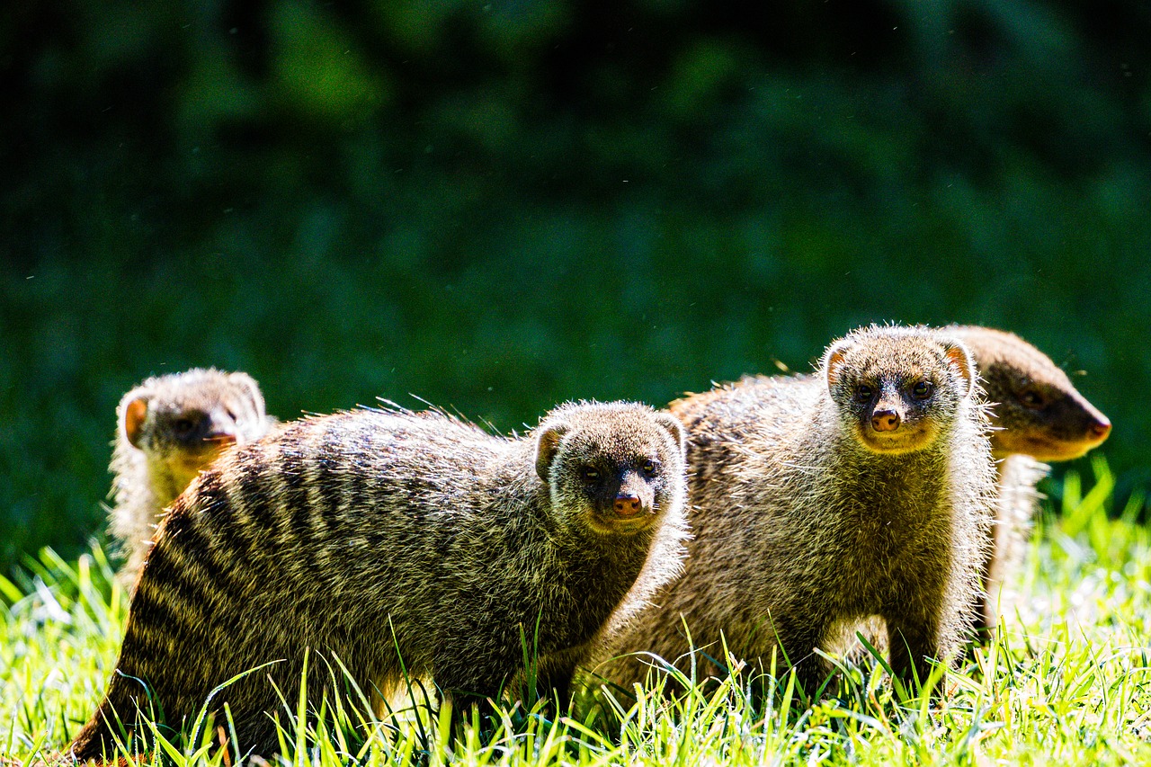 Wild Wildlife Animals - Free photo on Pixabay - Pixabay