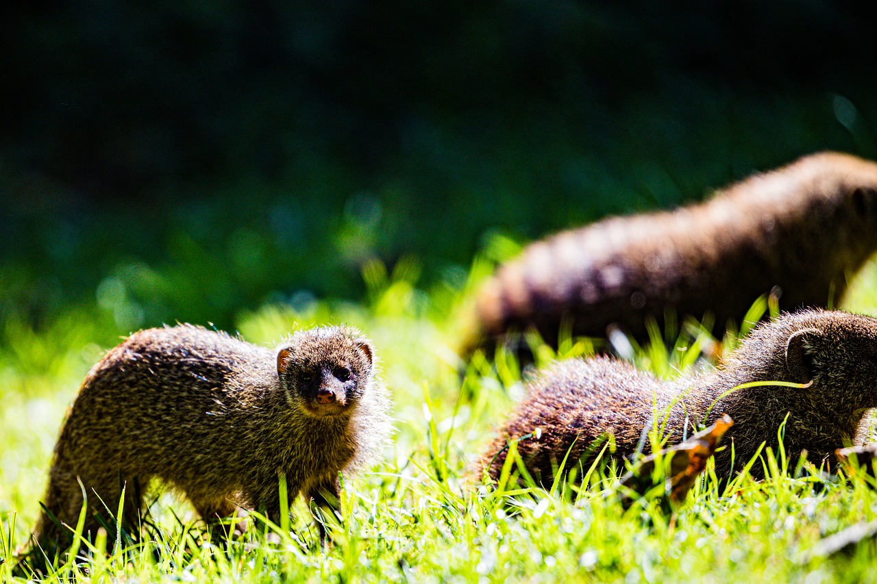 Wild Tierwelt Tiere - Kostenloses Foto auf Pixabay - Pixabay