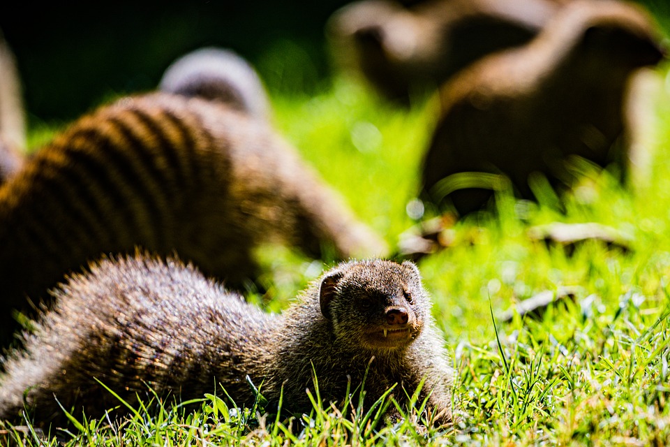 Wild Tierwelt Tiere - Kostenloses Foto auf Pixabay - Pixabay