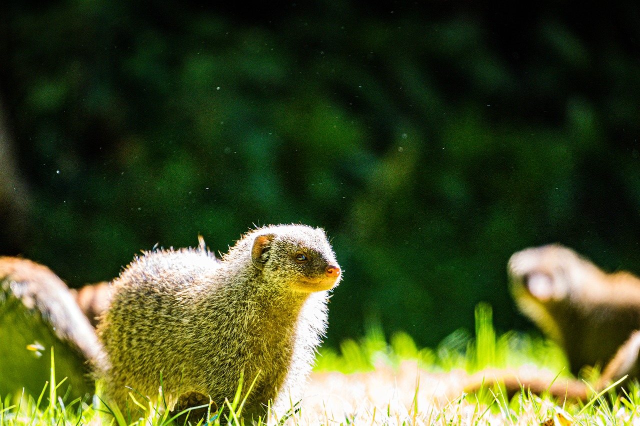 Wild Tierwelt Tiere - Kostenloses Foto auf Pixabay - Pixabay