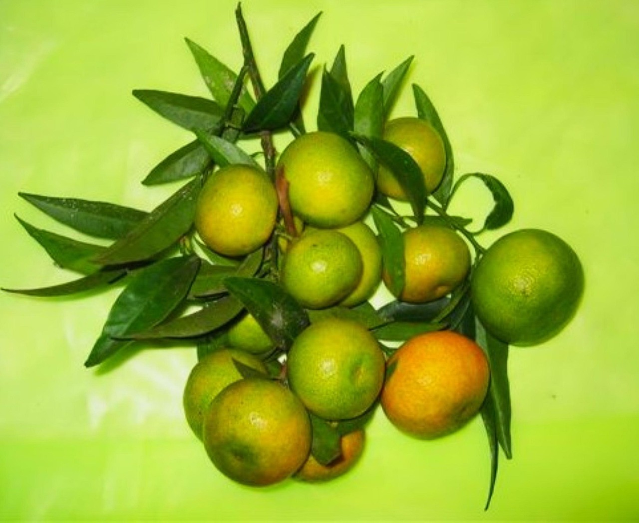 Jeruk Buah Sitrus - Foto gratis di Pixabay