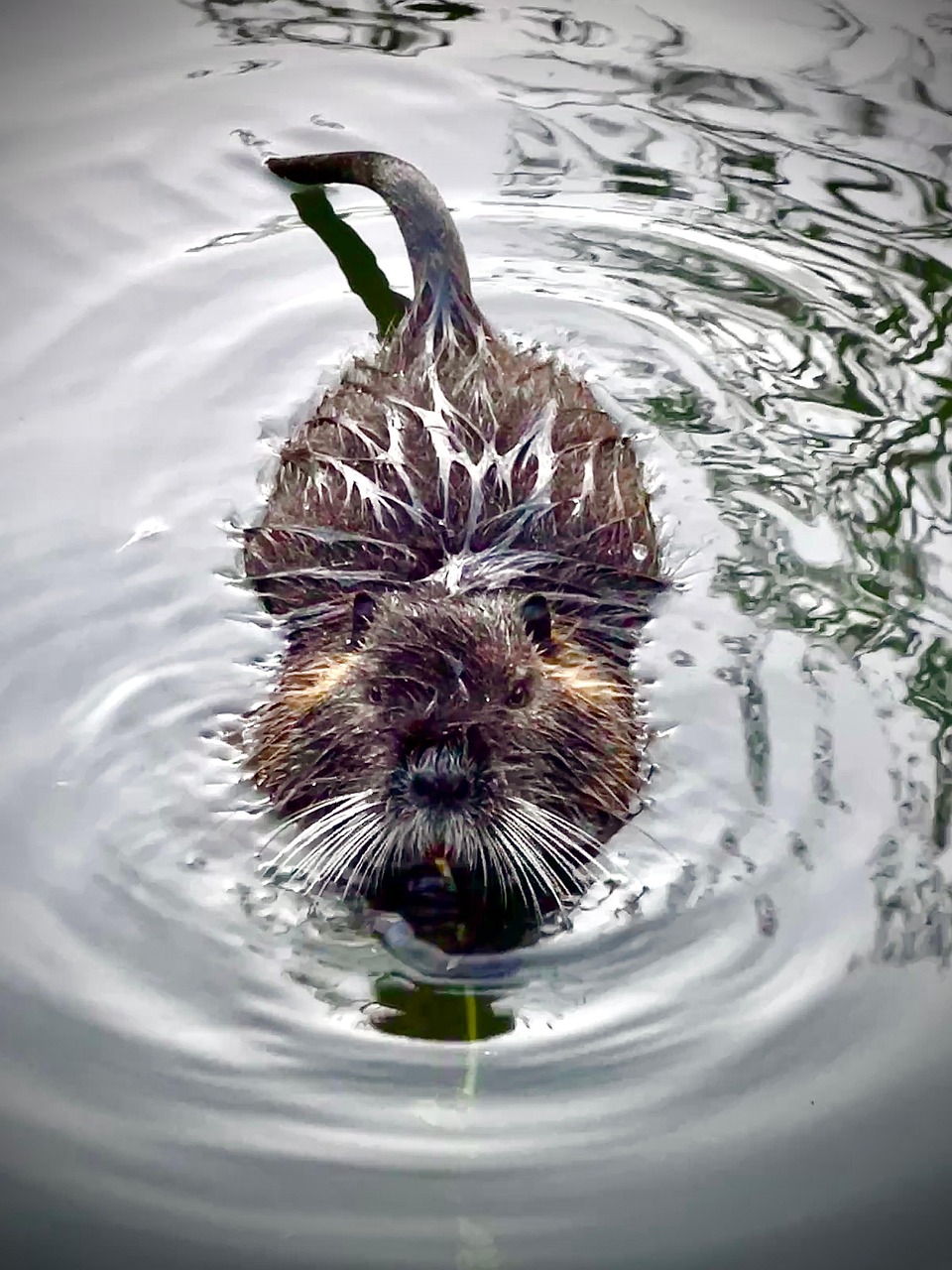Nutria Castor Rongeur - Photo gratuite sur Pixabay - Pixabay