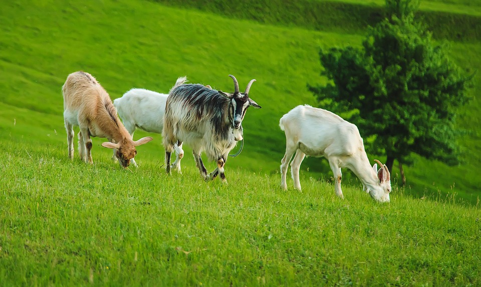 Goat Grass Field - Free photo on Pixabay