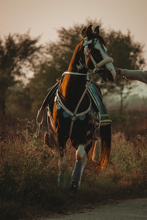 Horse Cowboy Animal - Free photo on Pixabay - Pixabay