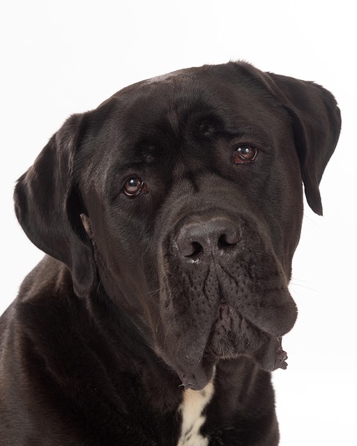 Dog Mastiff Pet - Free photo on Pixabay - Pixabay