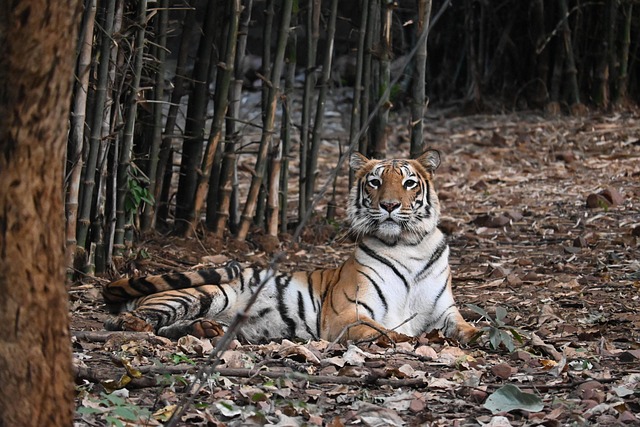 Tiger Feline Stripes - Free photo on Pixabay - Pixabay