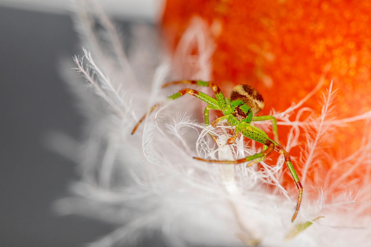 Araignée Crabe Verte Insecte - Photo gratuite sur Pixabay - Pixabay