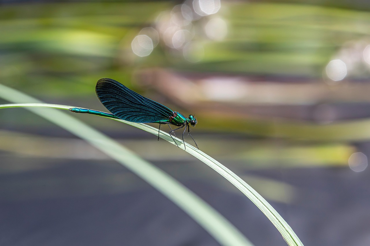 Bella Libellula