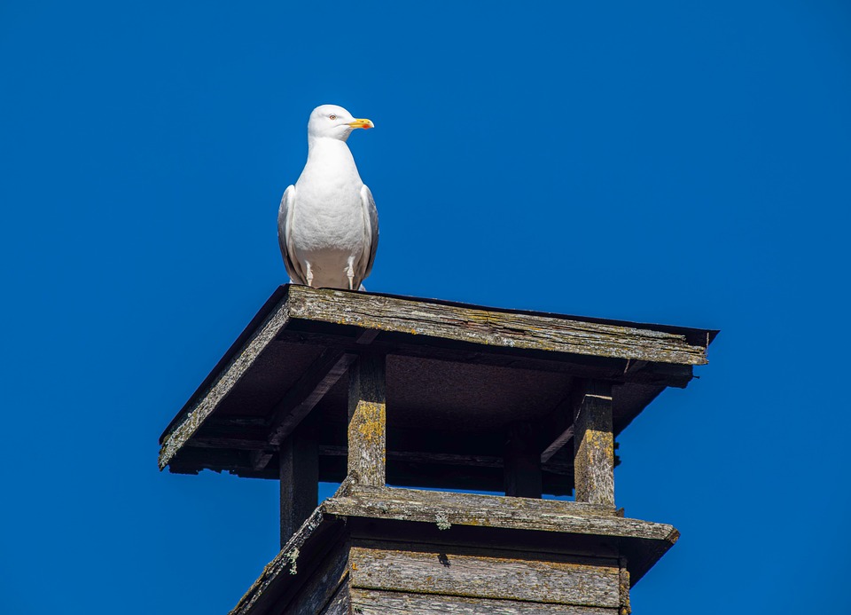 Seagull Bird Winter - Free photo on Pixabay