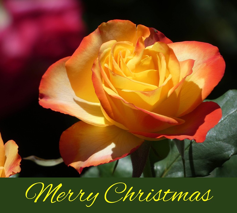 Orange Rose Weihnachten Frohe - Kostenloses Foto auf Pixabay - Pixabay