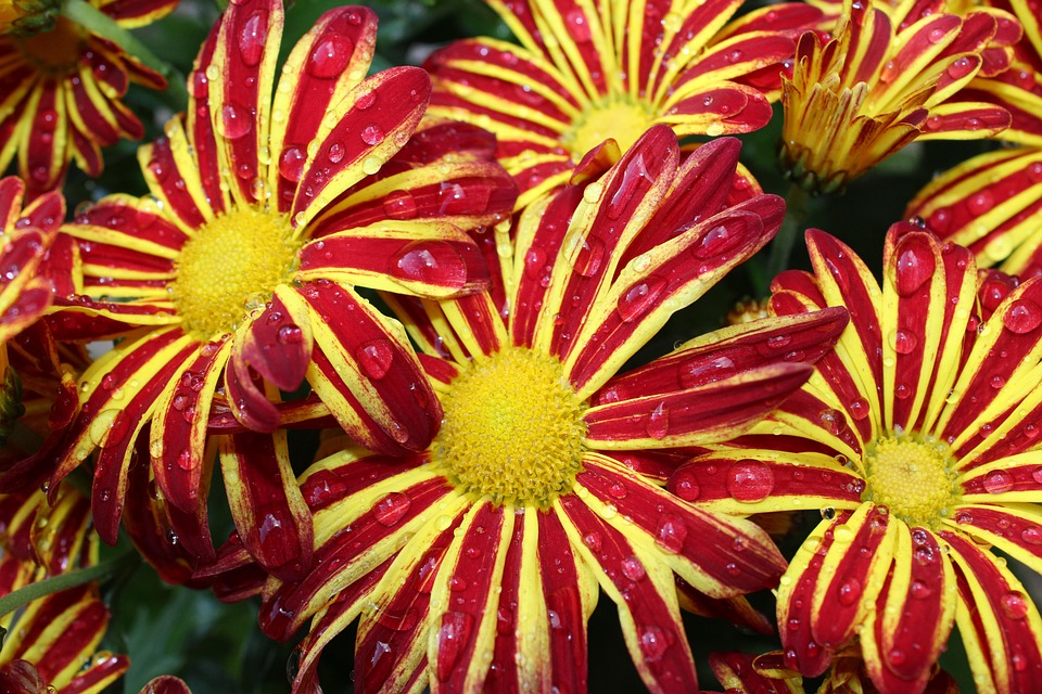 Crisântemos Flores Pingos De Chuva - Foto gratuita no Pixabay - Pixabay