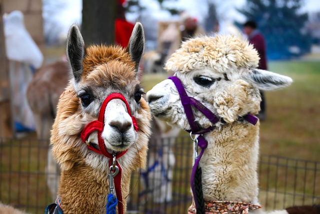 Lama Alpaka Zoo - Kostenloses Foto auf Pixabay - Pixabay