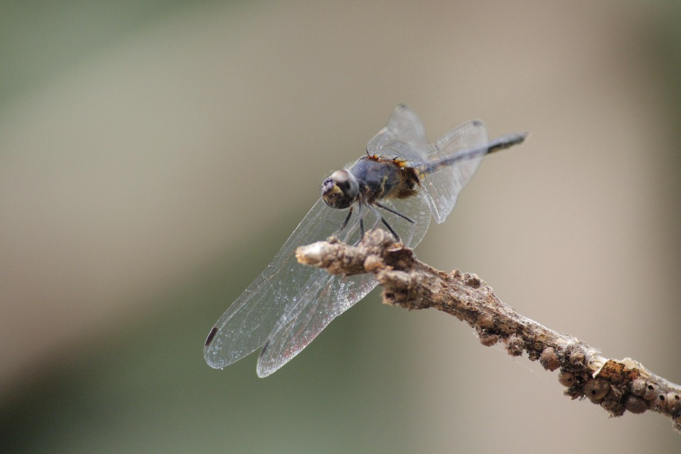 Dragon Fly Dragonfly - Free photo on Pixabay - Pixabay