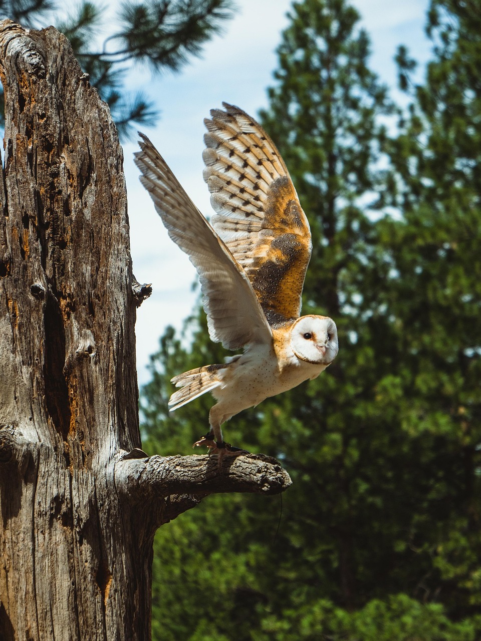 Bird Owl Wildlife - Free photo on Pixabay - Pixabay
