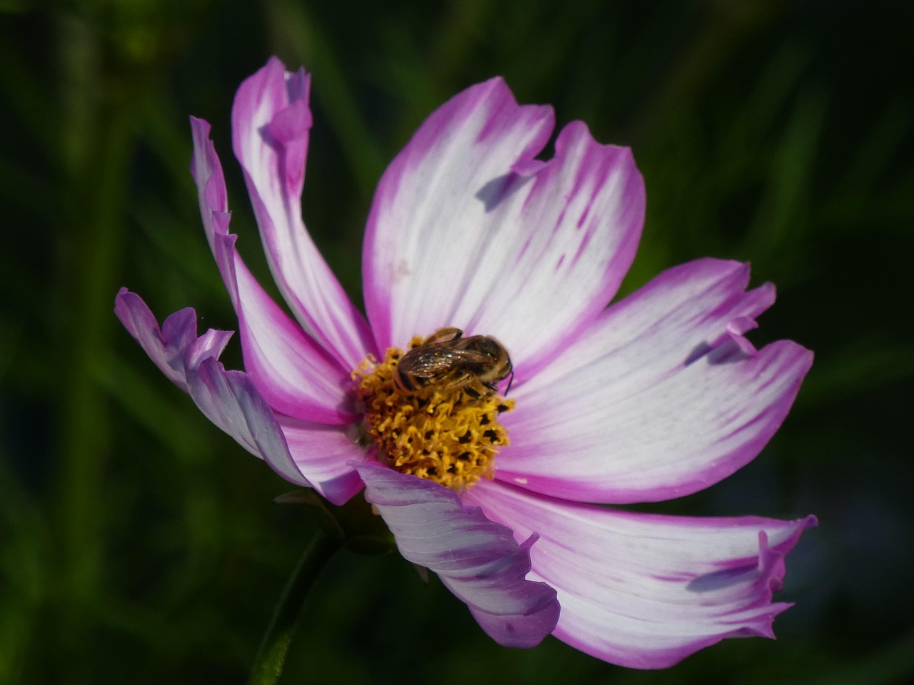 Blume Bienen Natur Ai - Kostenloses Foto auf Pixabay - Pixabay
