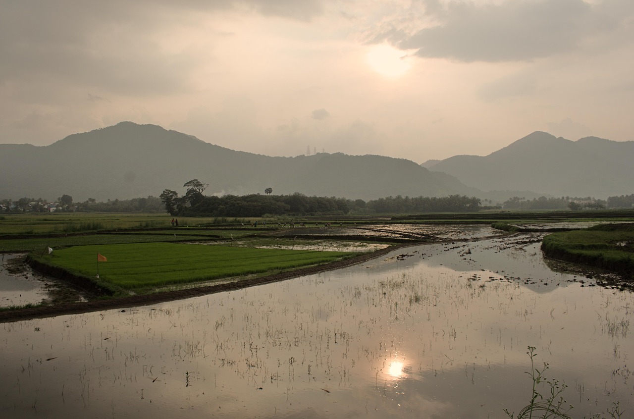 Tamilnadu Puliyarai Ricefield - Free photo on Pixabay - Pixabay