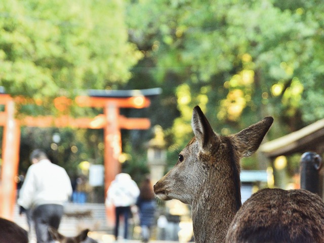 Parc Nara Japon - Photo gratuite sur Pixabay - Pixabay