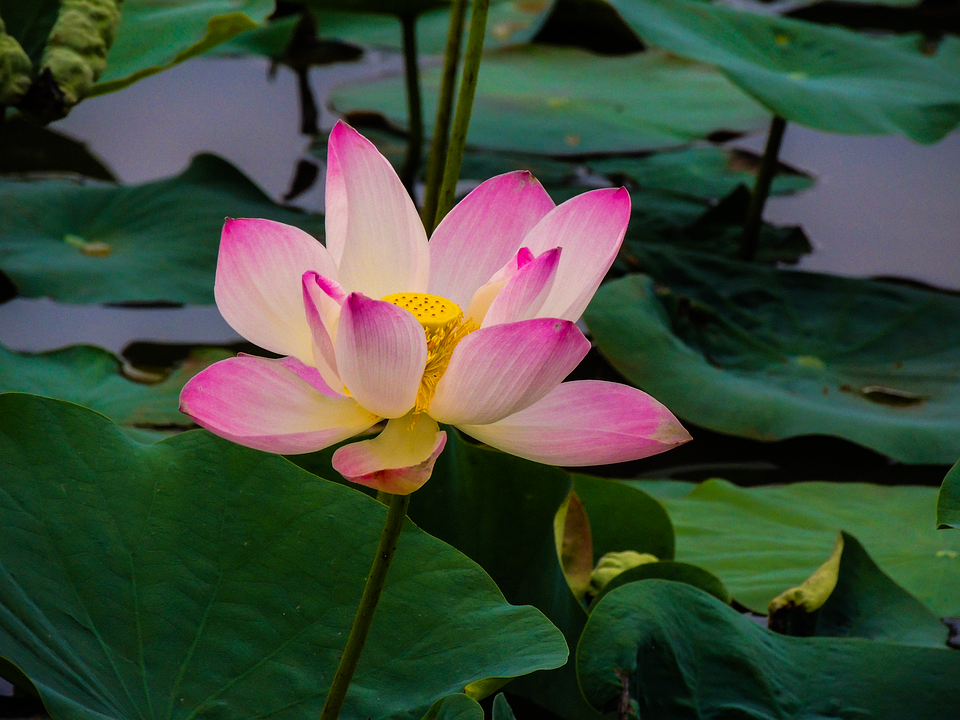 Lotus Flower Flowering Blooming - Free photo on Pixabay - Pixabay