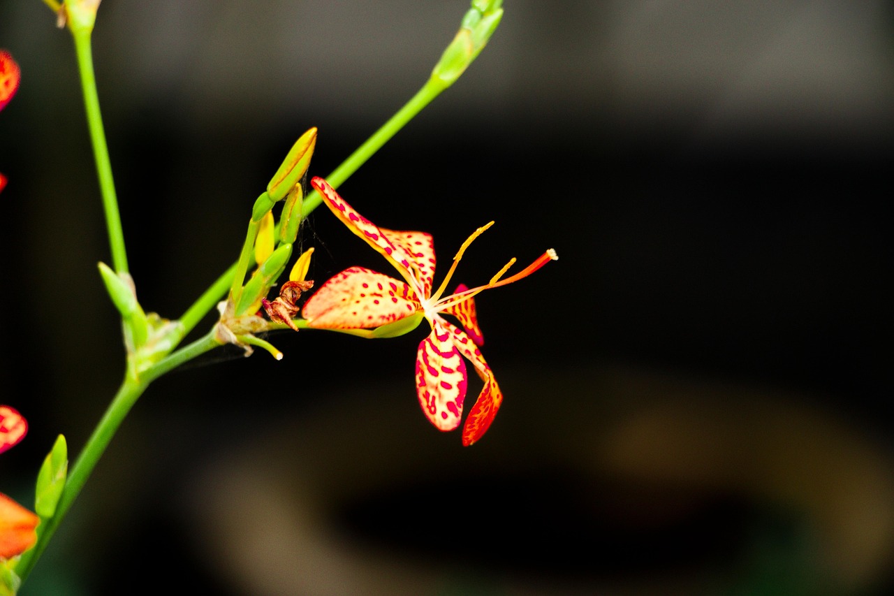 Nature Flore Fleurs Le - Photo gratuite sur Pixabay - Pixabay