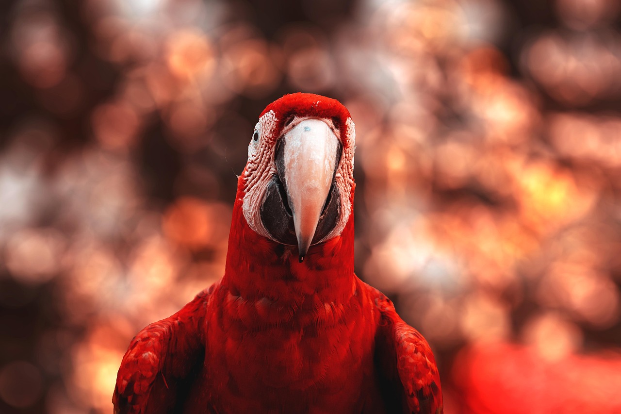 Burung Macaw Merah Beo - Foto gratis di Pixabay - Pixabay