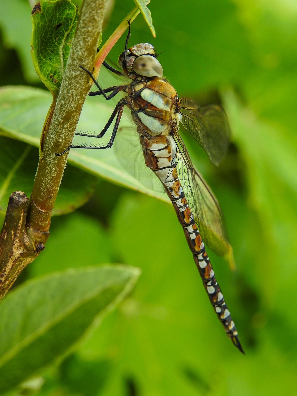 Libelle Natur Insekt - Kostenloses Foto auf Pixabay - Pixabay