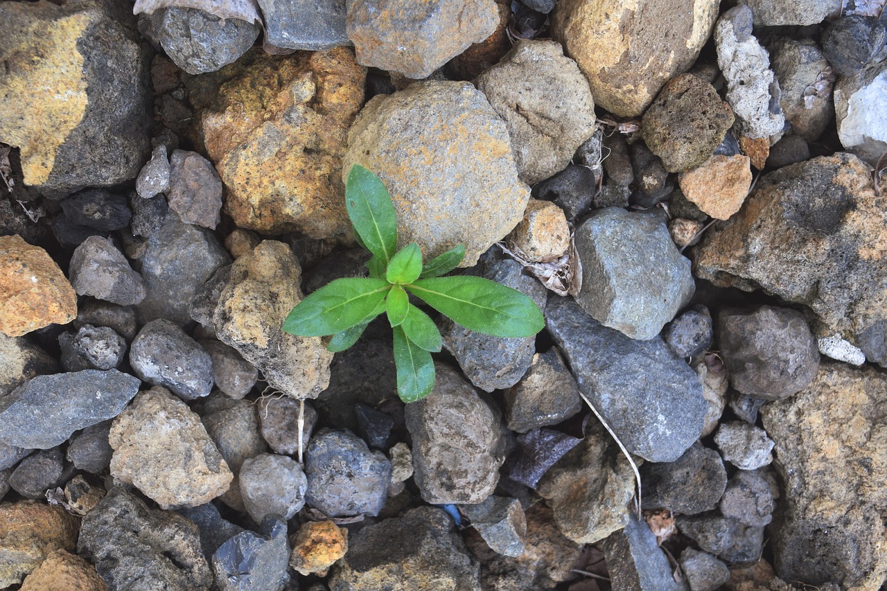Walll Imagini De Fundal Natural - Fotografie gratuită pe Pixabay - Pixabay