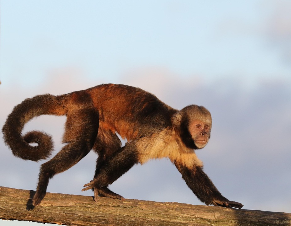 Animal Mammals Primates - Free photo on Pixabay - Pixabay