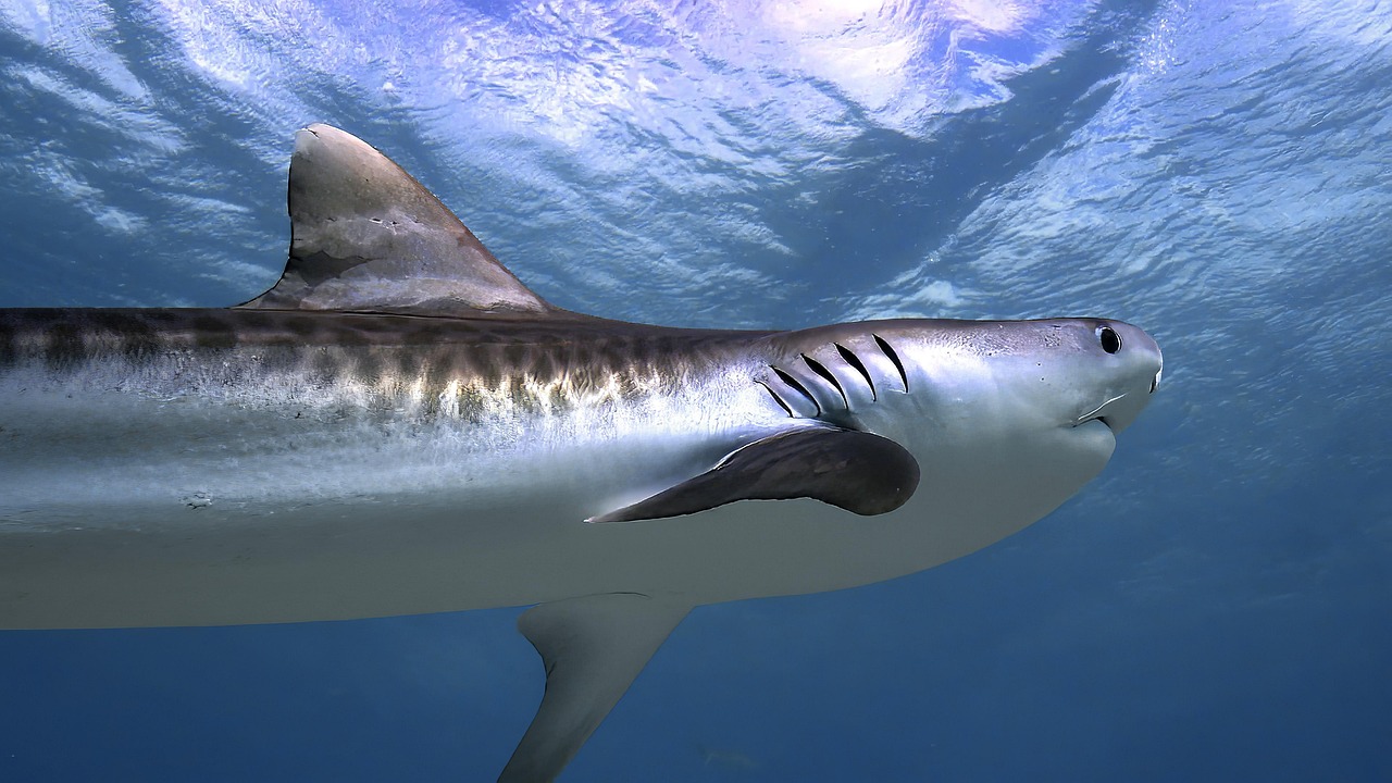 Tiger Shark Wallpaper Hd