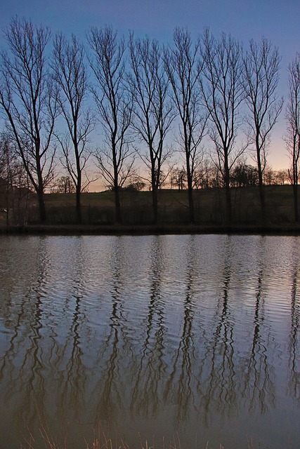 Eve Trees Reflection - Free photo on Pixabay - Pixabay
