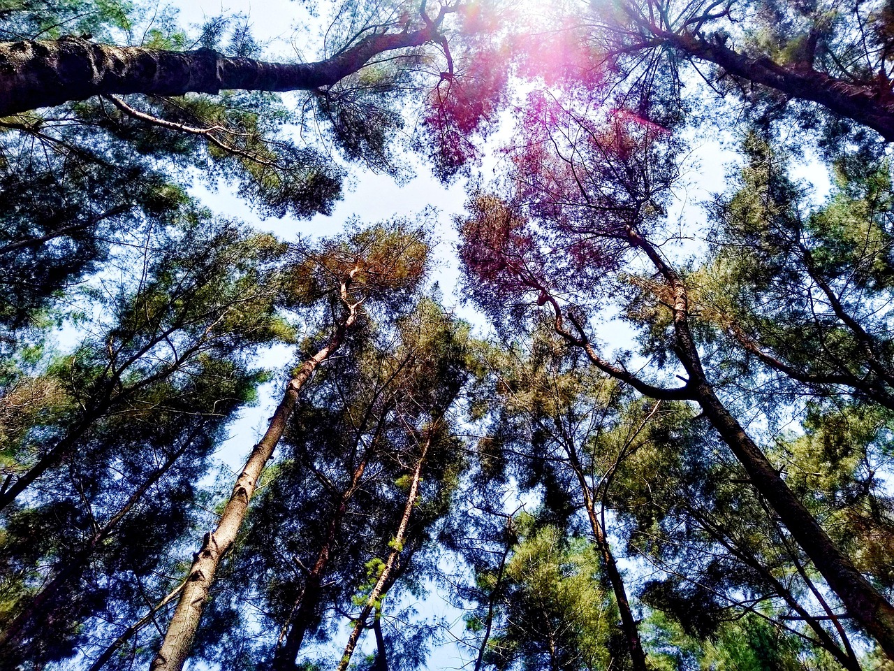 Nature Trees Landscape - Free photo on Pixabay - Pixabay