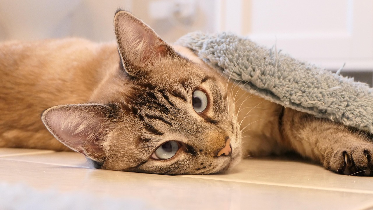 Siamese Domestic Animal Cat - Free photo on Pixabay