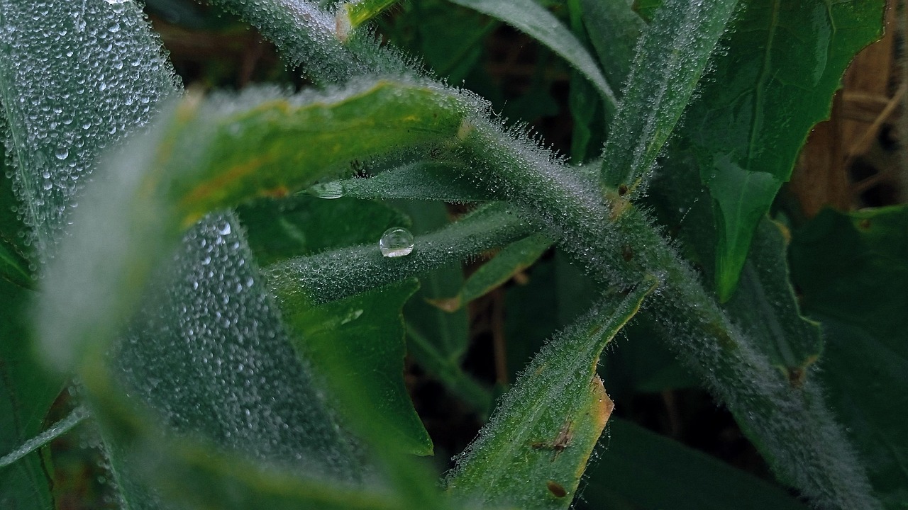 Raindrop Springtime Blooming - Free photo on Pixabay - Pixabay