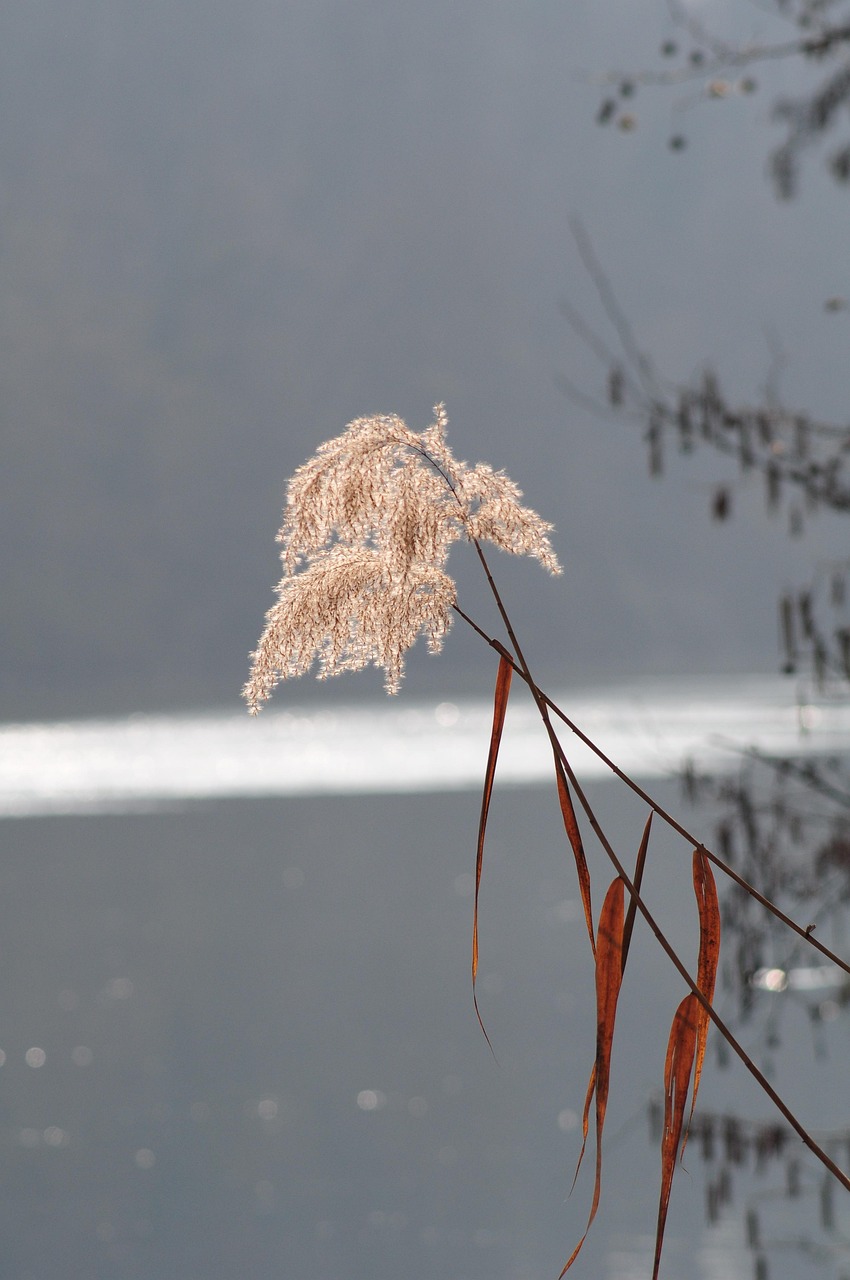 River Straw Nature - Free photo on Pixabay - Pixabay