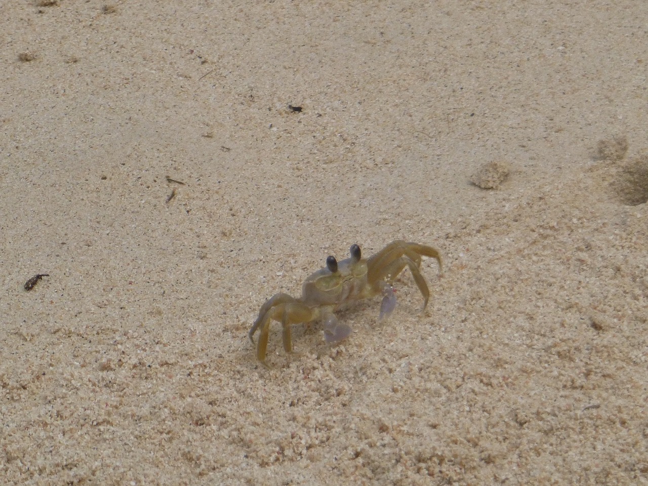 Crab Nature Beach - Free photo on Pixabay - Pixabay