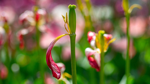 Fleur Tige Nature - Photo gratuite sur Pixabay - Pixabay