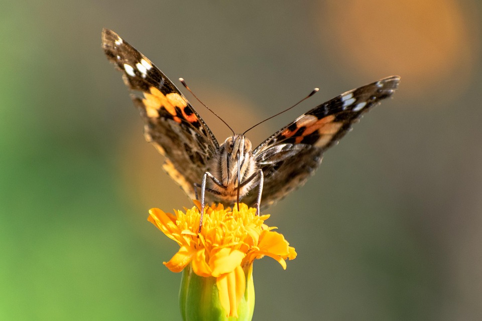 Painted Lady Butterfly Flower - Free photo on Pixabay - Pixabay