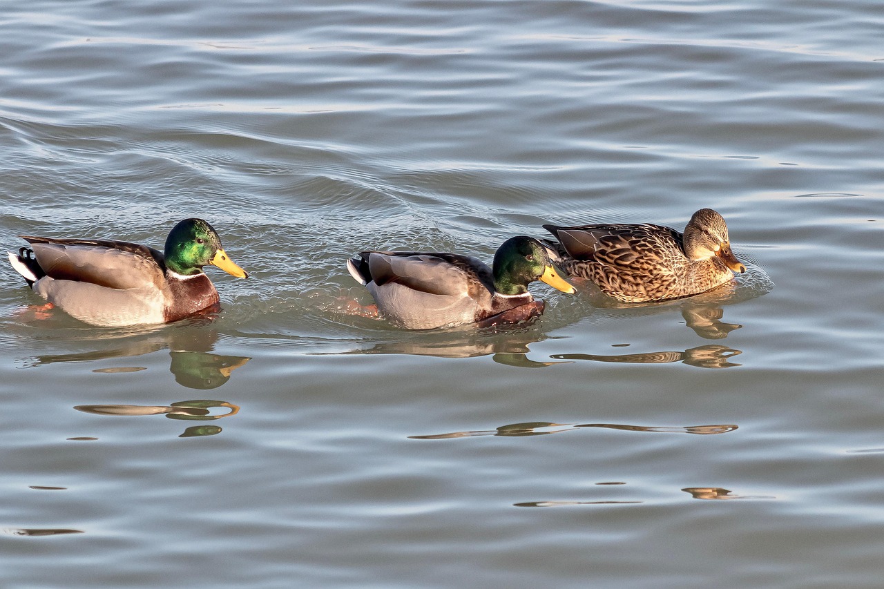 Wild Ducks Birds - Free photo on Pixabay - Pixabay
